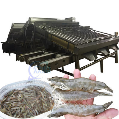 380V 50Hz Seafood Sorting Machine , Multiscene Shrimp Sizing Machine