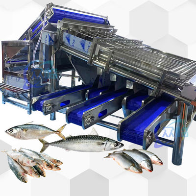 Large Yield Sardine Sizing Machine With 12 Roller Automatic Sardine ...