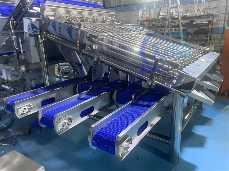 Automatic Shrimp Grading Machine 4.9KW Stable For Vannamei Sorting