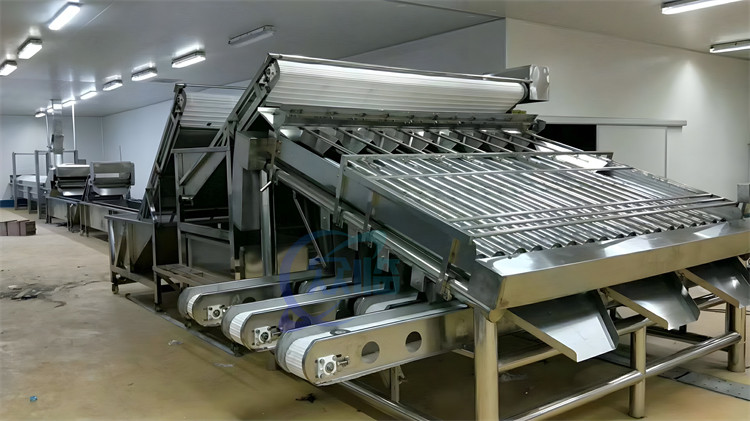 ISO 1500KG Seafood Sorting Machine , Multifunctional Fish Size Sorter