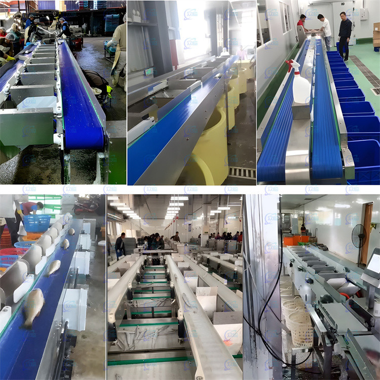 121pcs/min Fish Weight Grader Fish Weighing And Sorting Machine For ...