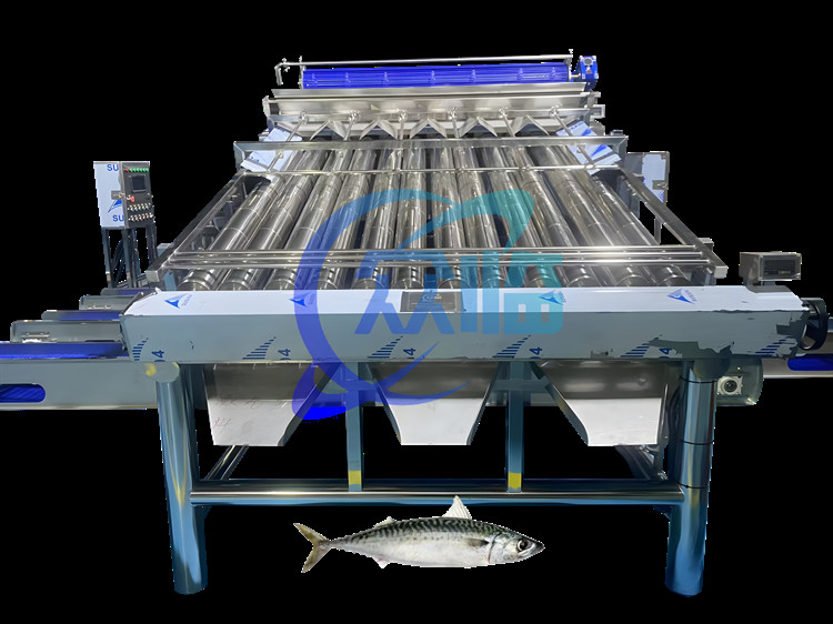 Commercial Fish Grading For Pelagic Commercial Fish Sorting Machine And ...