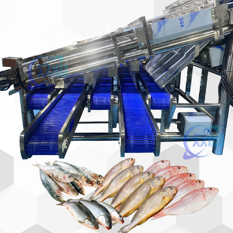 High Stabality Efficient Pelagic Fish Sorting Machine Pelagic Fish ...