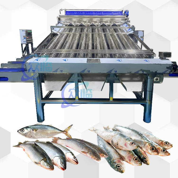 Plastic Conveyor Saury Sorting Machine Yellow Croaker Sorting Machine