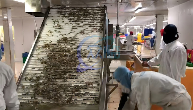 Farmed shrimp harvest rapid sorting and size specification machine ...