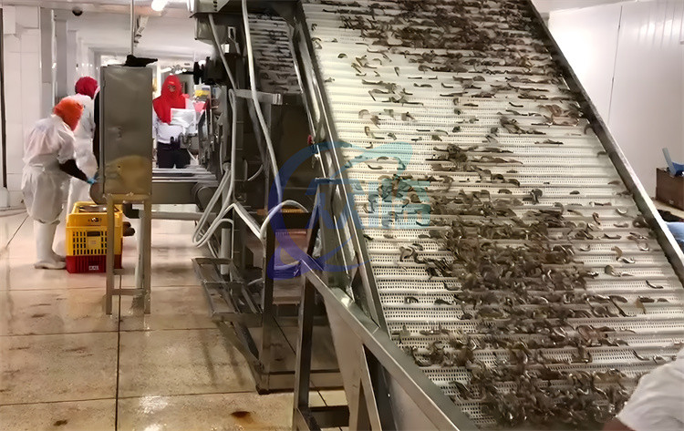 Shrimp cleaning and grading machine Automatic shrimp sorting machine ...