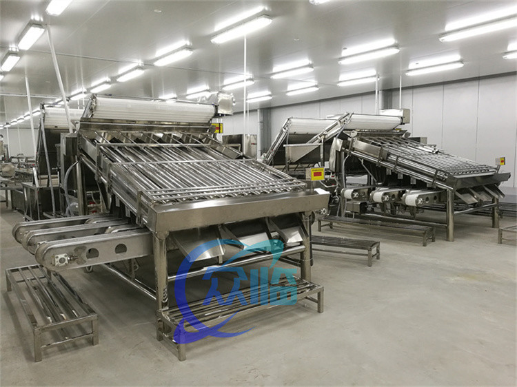 Efficient fish processing and sorting machine Fish size and specification screening machine