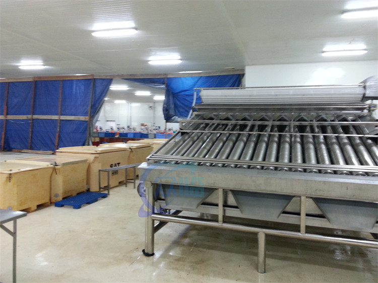 Automatic shrimp sorting machine for shrimp peeling fresh prawn washing ...