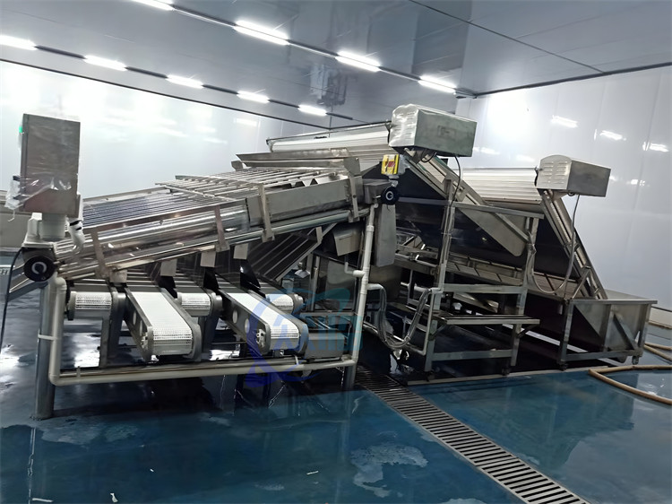 Stainless steel shrimp processing and sorting machine Seafood sorting ...