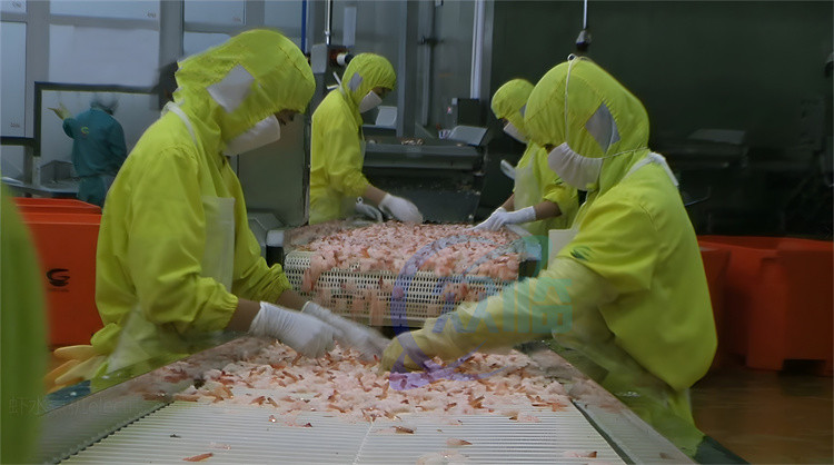 Seafood processing factory large batch fish and shrimp poaching machine ...