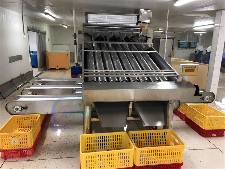 Shrimp Separator High-precision shrimp sorting machine for seafood ...