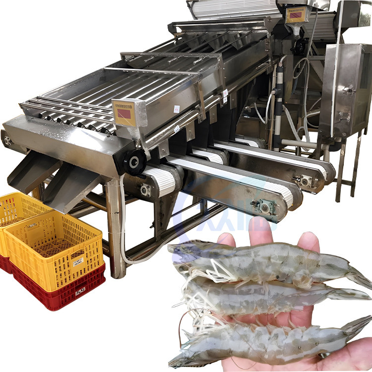 Shrimp Separator High-precision shrimp sorting machine for seafood ...