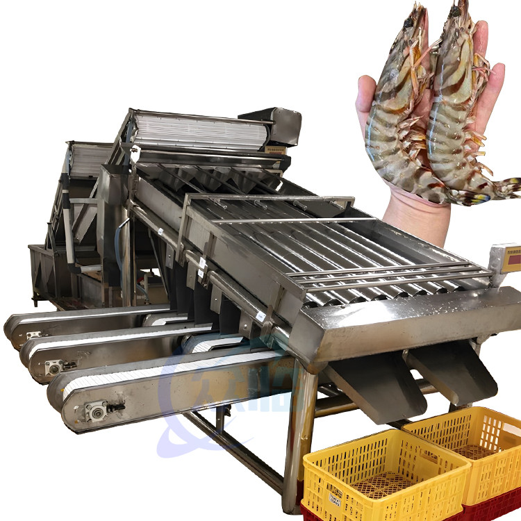 Shrimp grading machine equipment Multi-stage sardine balam fish sorting ...