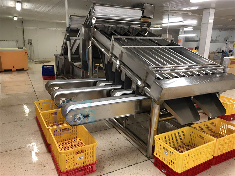 Food grade stainless steel shrimp drum grader small fish sorting machine