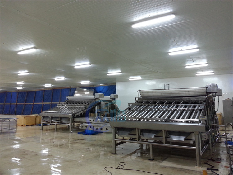 Shrimp grading machine, shrimp cleaning and sorting machine, shrimp ...