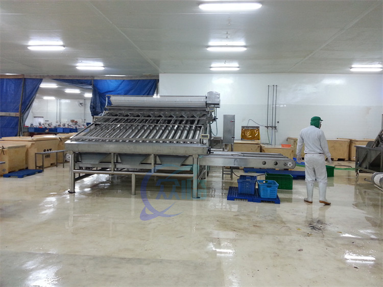 Shrimp grading machine, shrimp cleaning and sorting machine, shrimp ...
