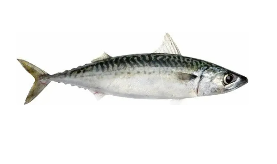 Four Styles Automatic Pelagic Fish Grading Line And Sorting Small Fish ...