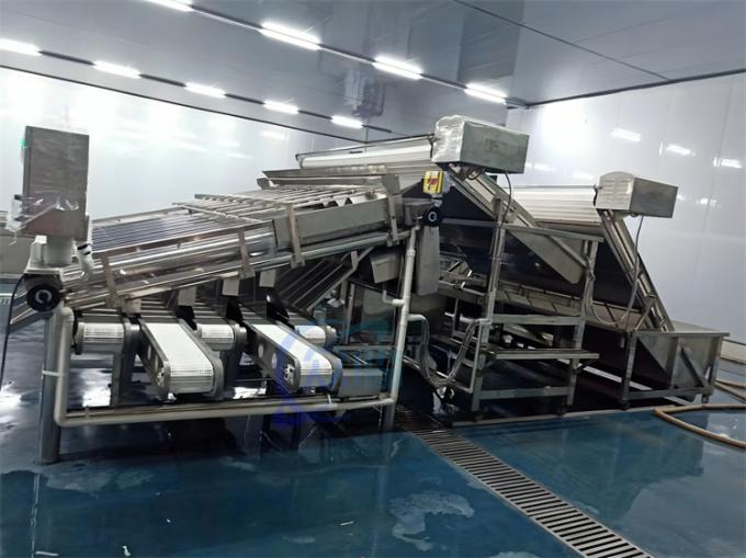 Shrimp grading machine, shrimp cleaning and sorting machine, shrimp ...