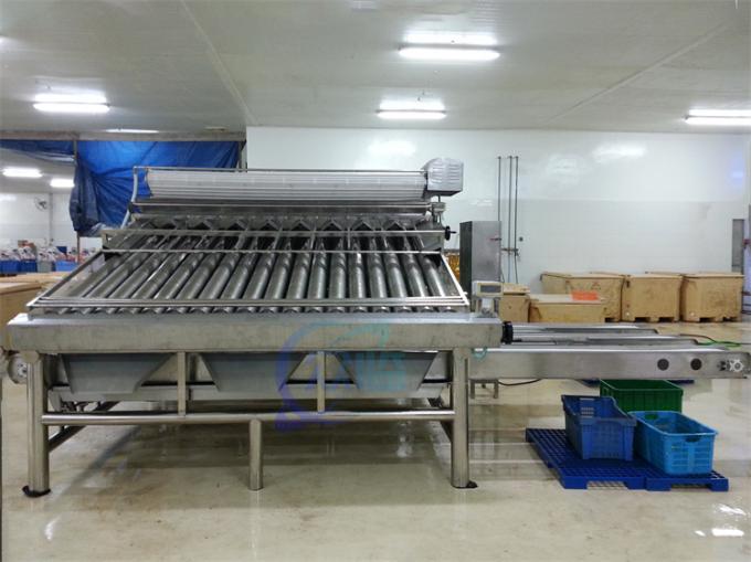 1500KG Fish Shrimp Grader Machine Multipurpose For Industrial